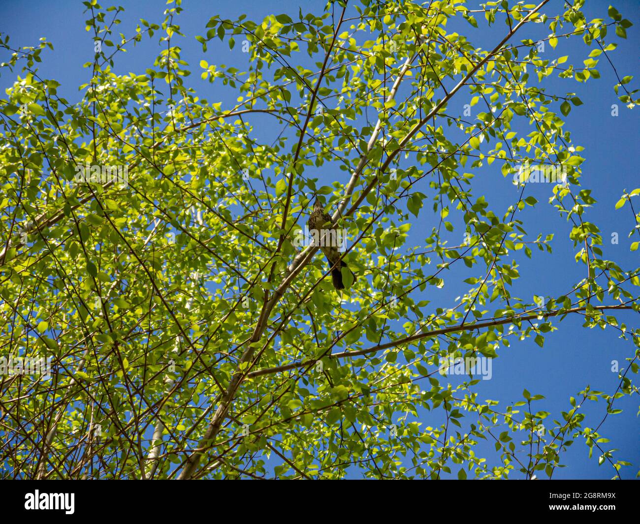 Spring thrush is preparing to build a nest on a tree. The return of ...