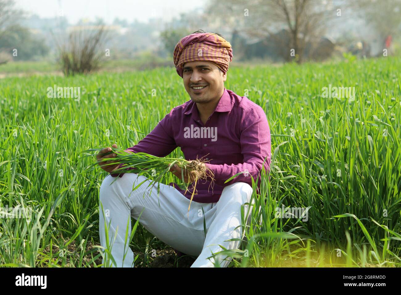 Indian rural farmer crop paddy hi-res stock photography and images - Alamy