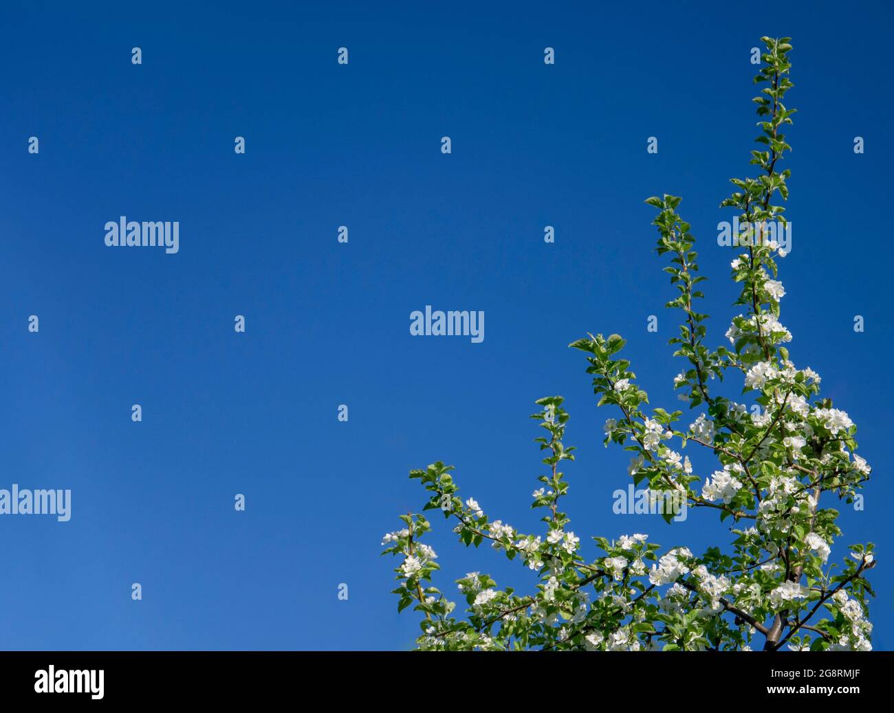 Empty apple tree hi-res stock photography and images - Alamy