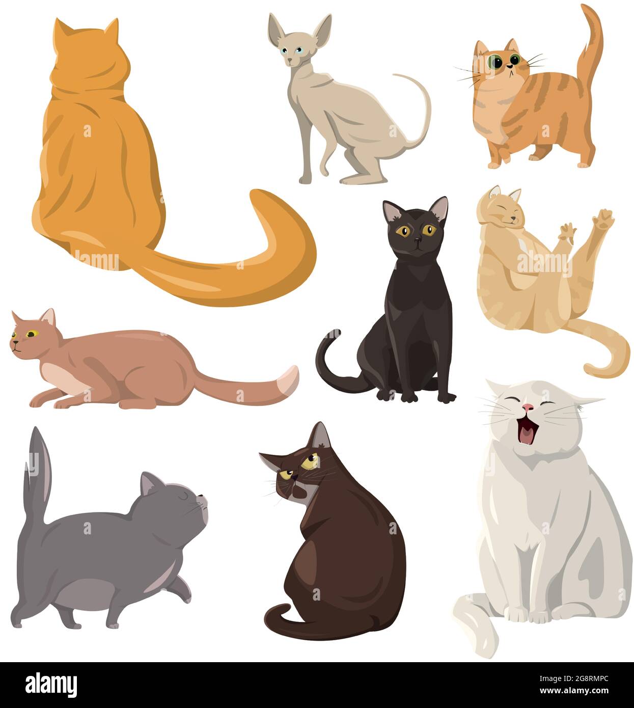 A selection of nine realistic cats on a white background - Vector ...
