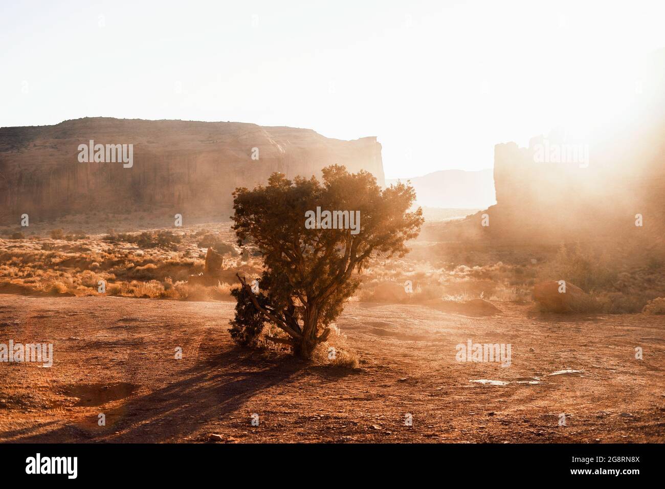 Closeup of a bush at a desert ;andscape against a bright sunrise sky ...