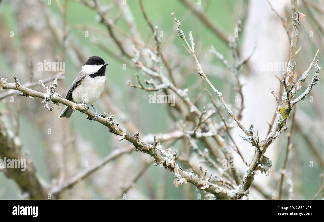 Black capped chickadees hi-res stock photography and images - Alamy