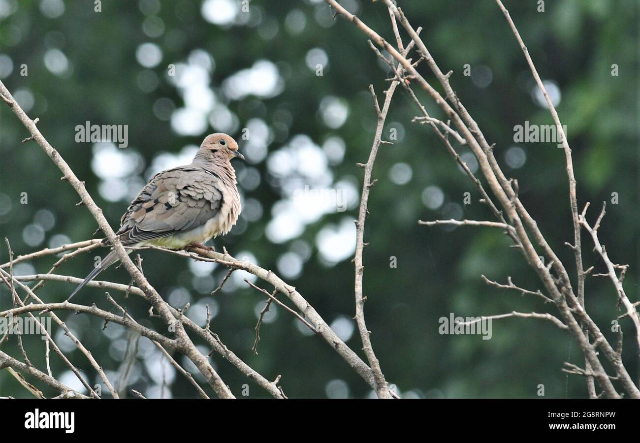 Mourning dove doves birds hi-res stock photography and images - Alamy
