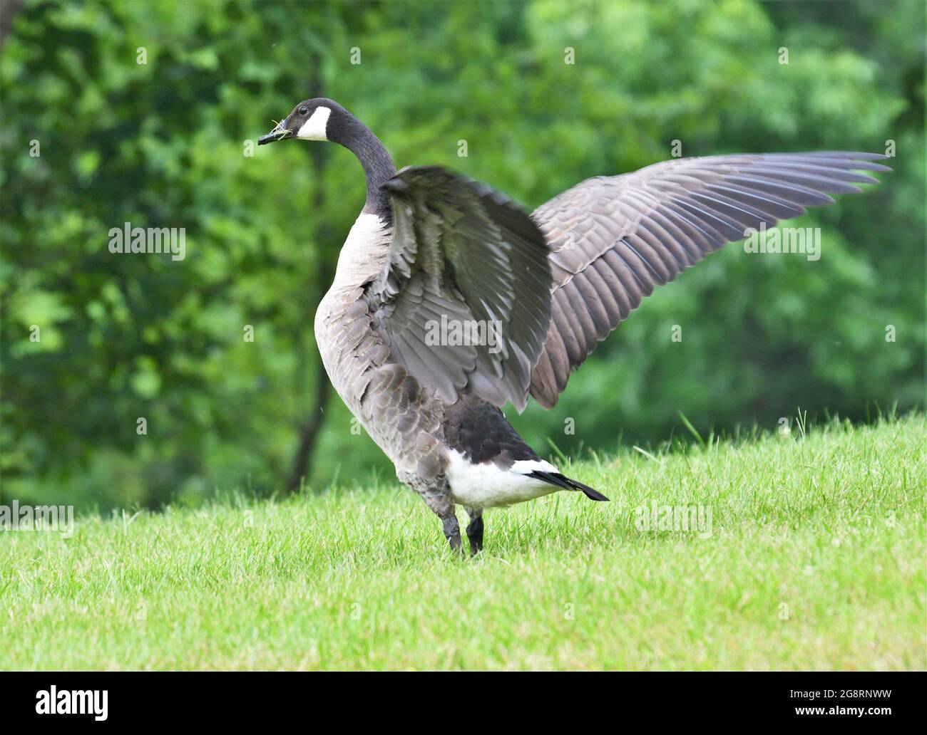 Canada goose spreading its wings Stock Photo - Alamy