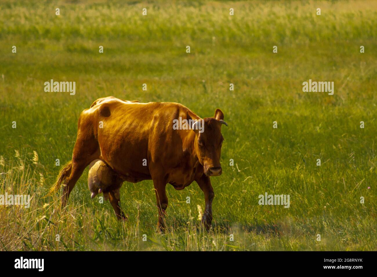 The red-haired cow returns with full udder from the pasture across the ...