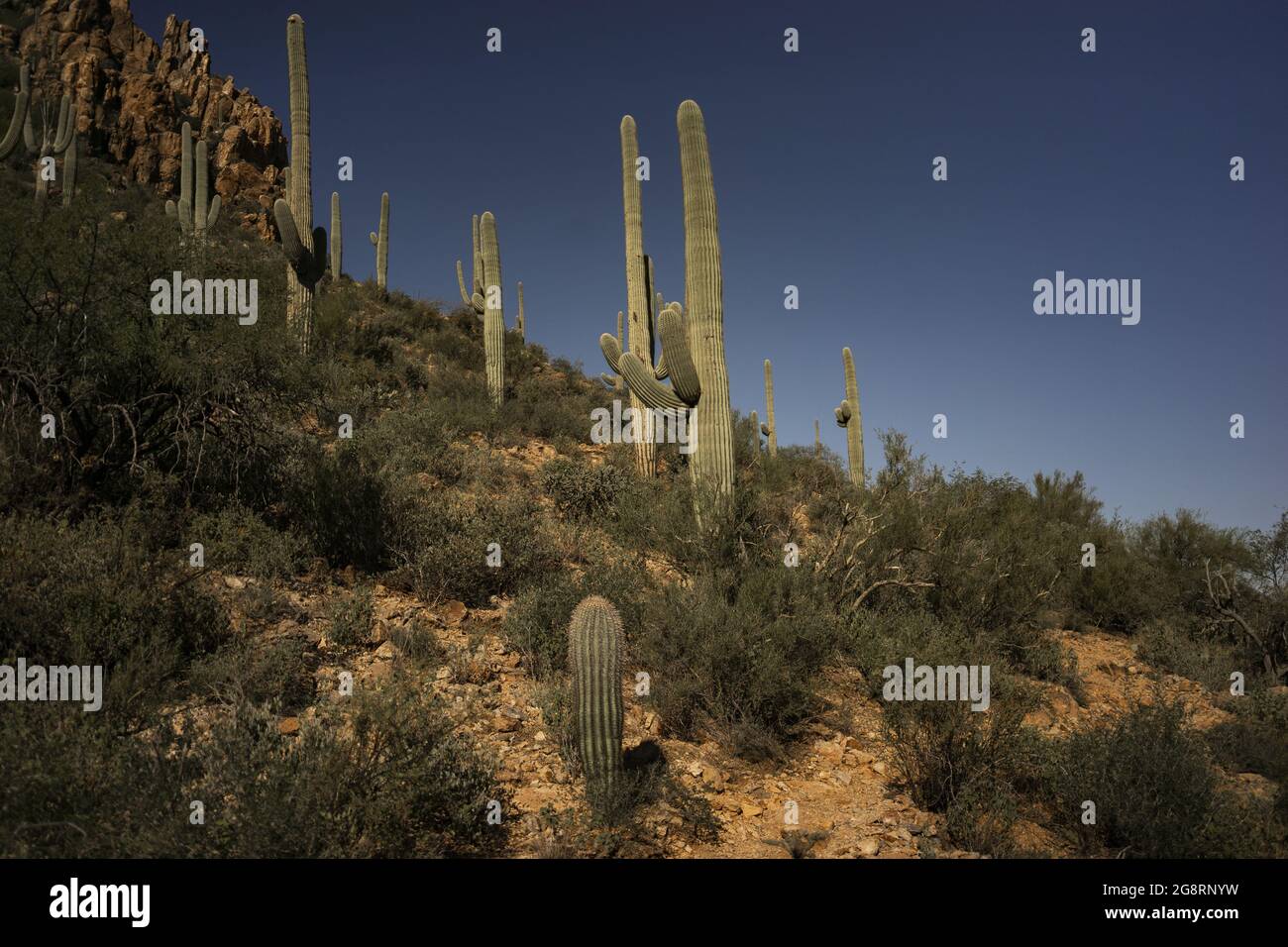 TUCSON, UNITED STATES - Oct 02, 2019: A desert landscape with Saguaro ...