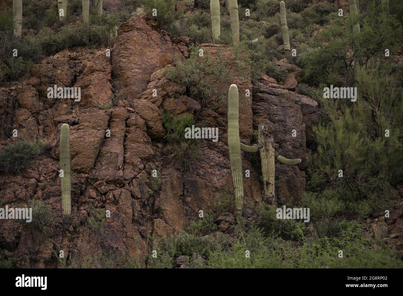 TUCSON, UNITED STATES - Oct 02, 2019: A desert landscape with Saguaro ...