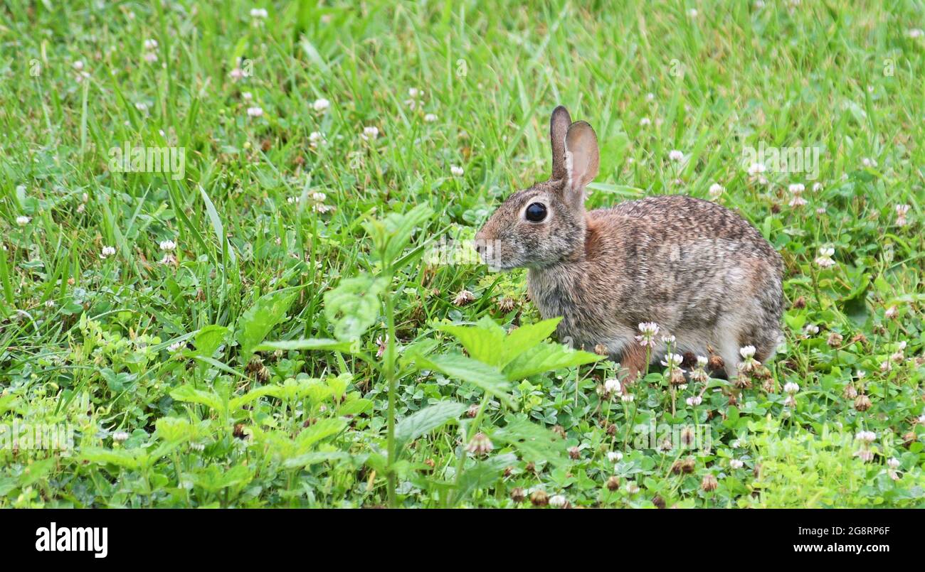 Cute Eastern Cottontail Stock Photo - Alamy