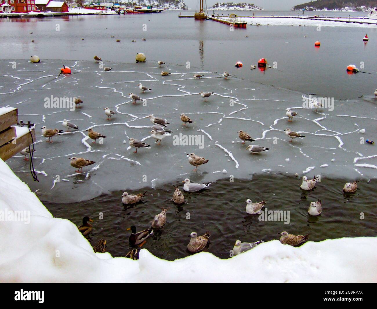 Sitting on ice hi-res stock photography and images - Alamy
