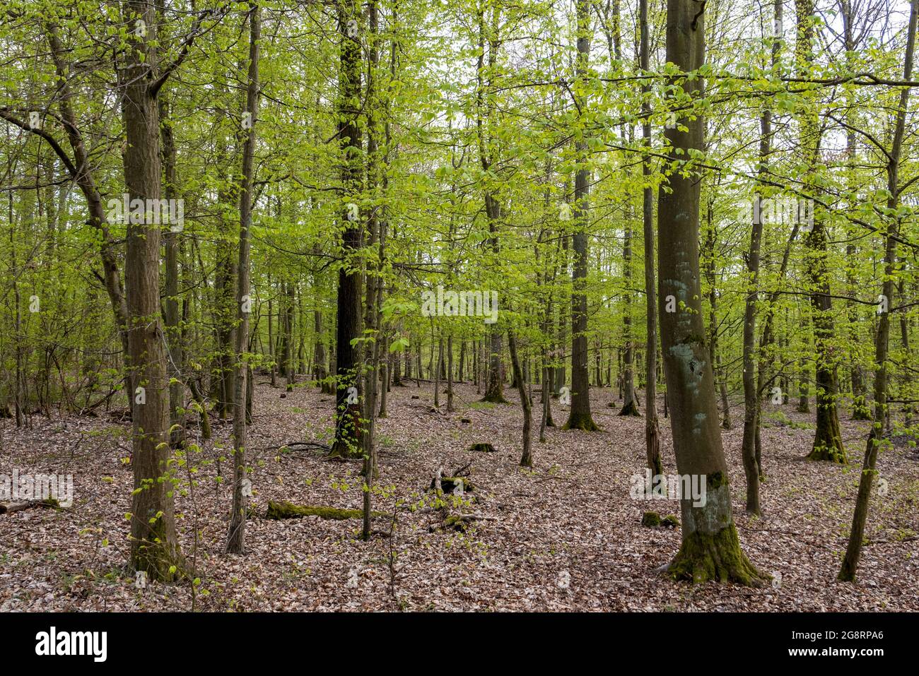 Rainforest with tall trees in daylight Stock Photo - Alamy