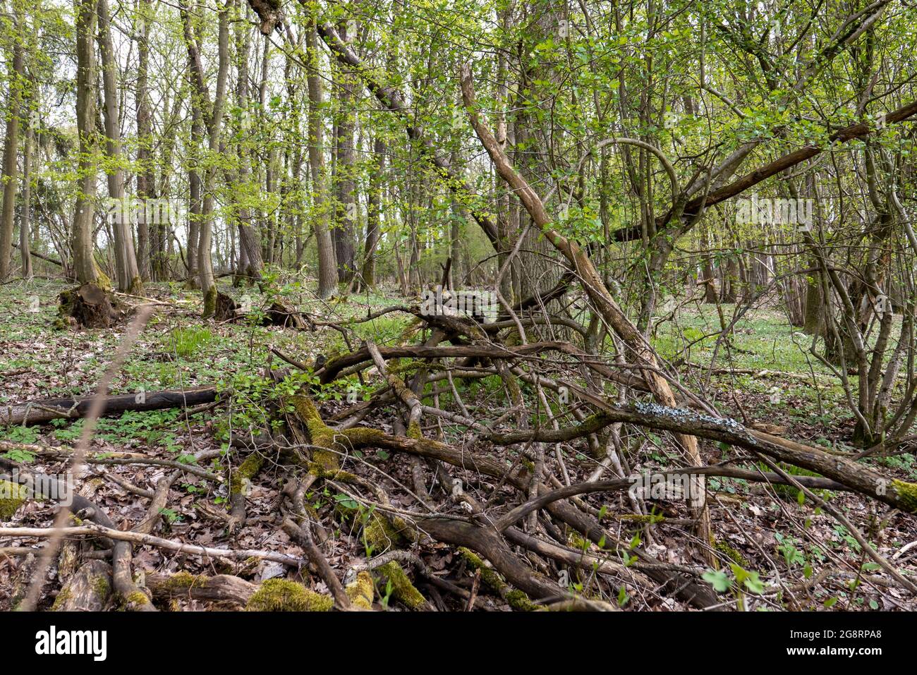 Broken and fallen branches of tall trees in a forest Stock Photo - Alamy