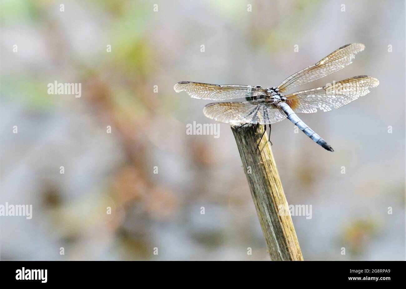 Blue Dasher dragonfly Stock Photo - Alamy