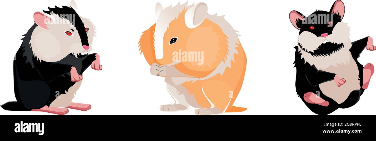 Three realistic hamsters on a white background - Vector illustration ...