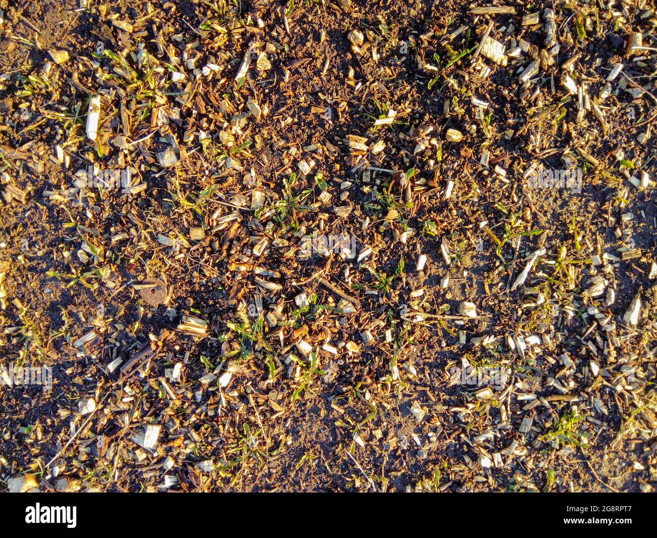 Background with green grass and wood sawdust lying on the ground ...
