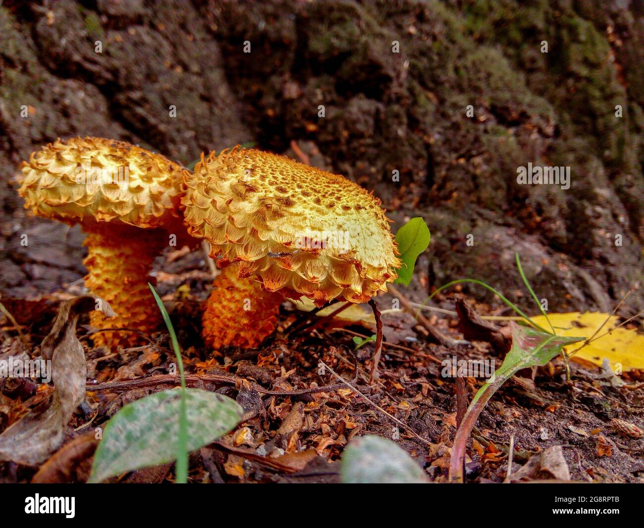 Wallpaper mushrooms hi-res stock photography and images - Alamy