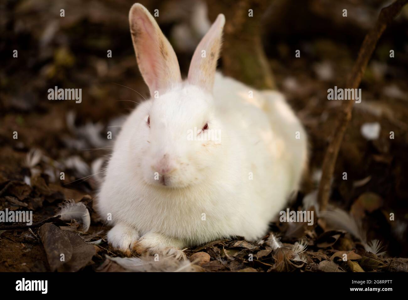 Calm white rabbit lying down on the soil in the garden Stock Photo - Alamy