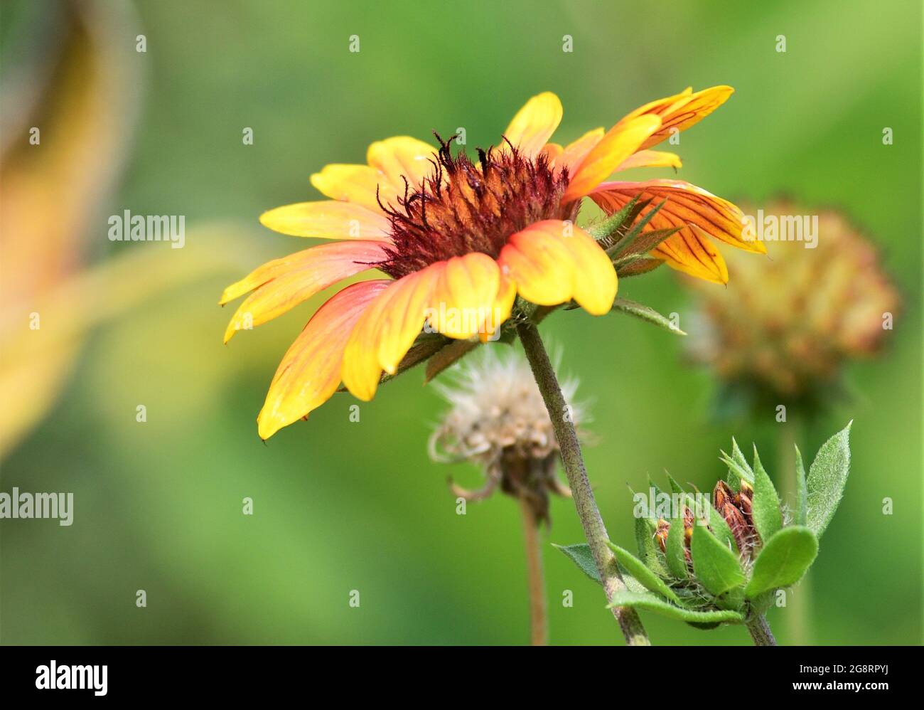 Blanket of wildflowers hi-res stock photography and images - Alamy
