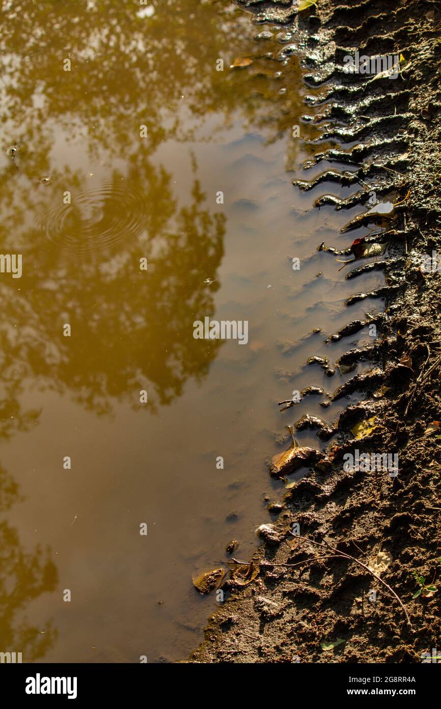 Car tire tread marks on a dirt road through a puddle with trees ...