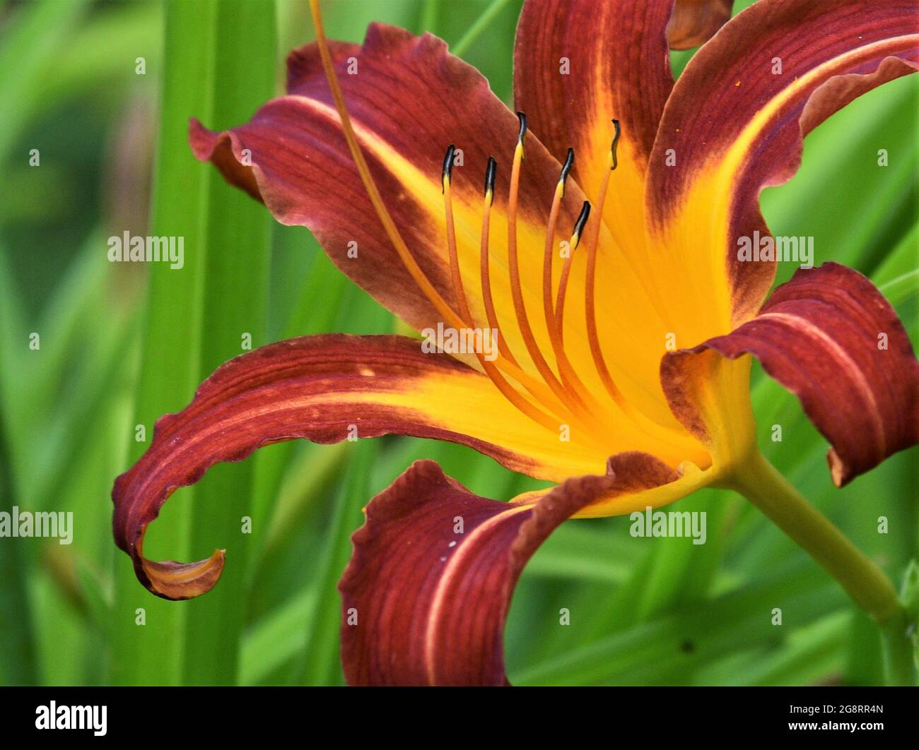 Beautiful daylilies hi-res stock photography and images - Alamy