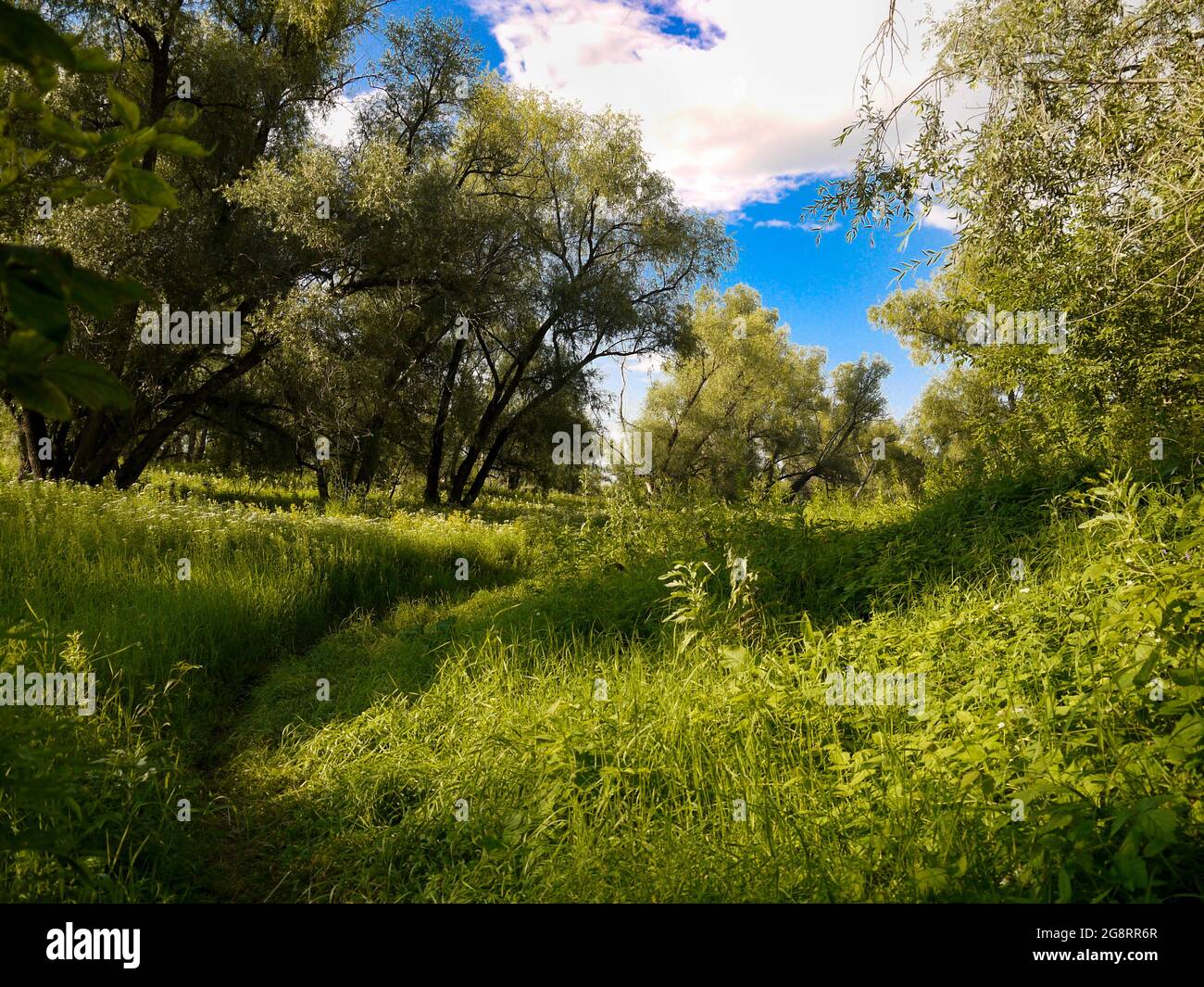 Scenic road in the wild forest at noon. Atmosphere of virgin scenic ...