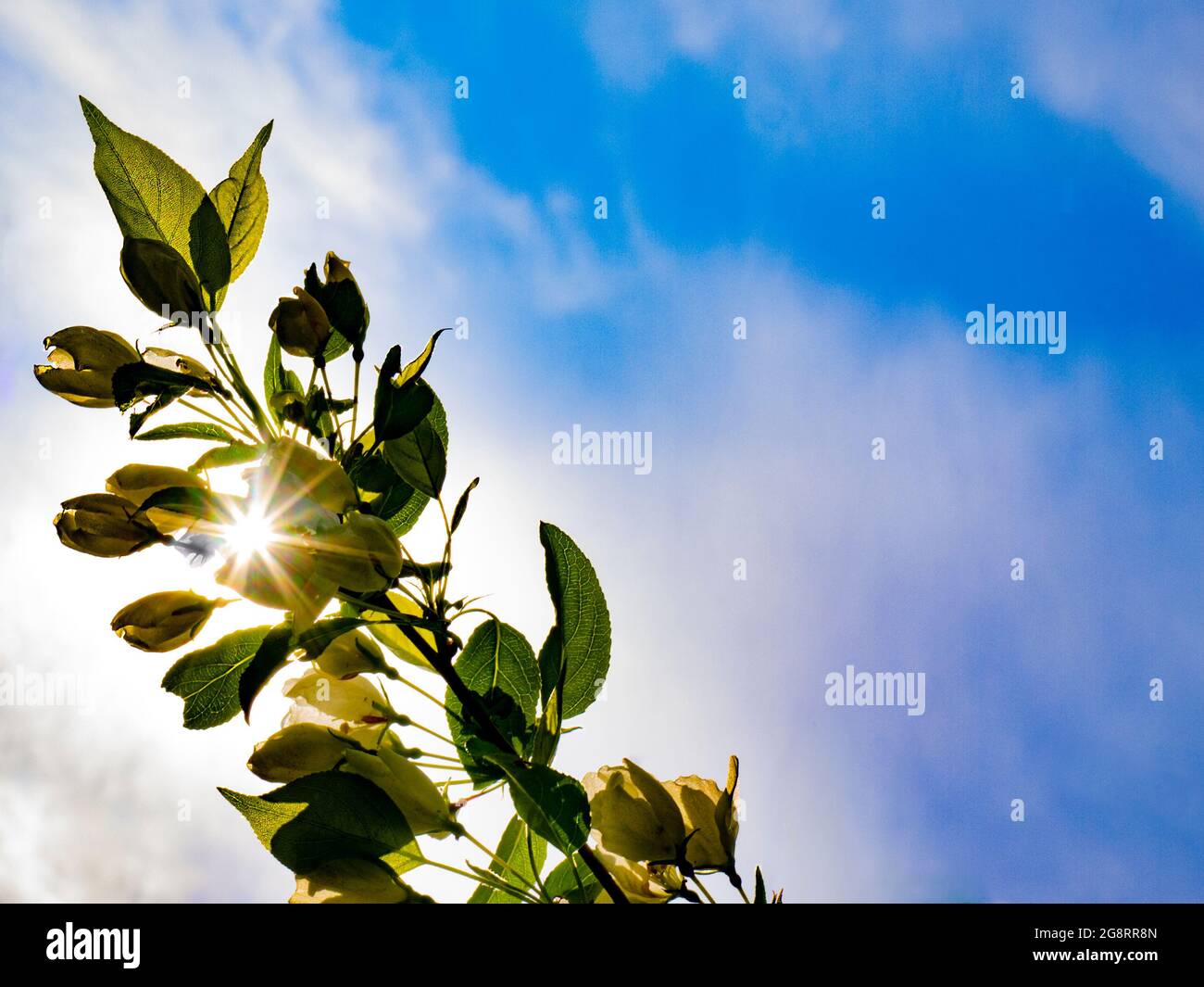 Sun rays overlay hi-res stock photography and images - Alamy