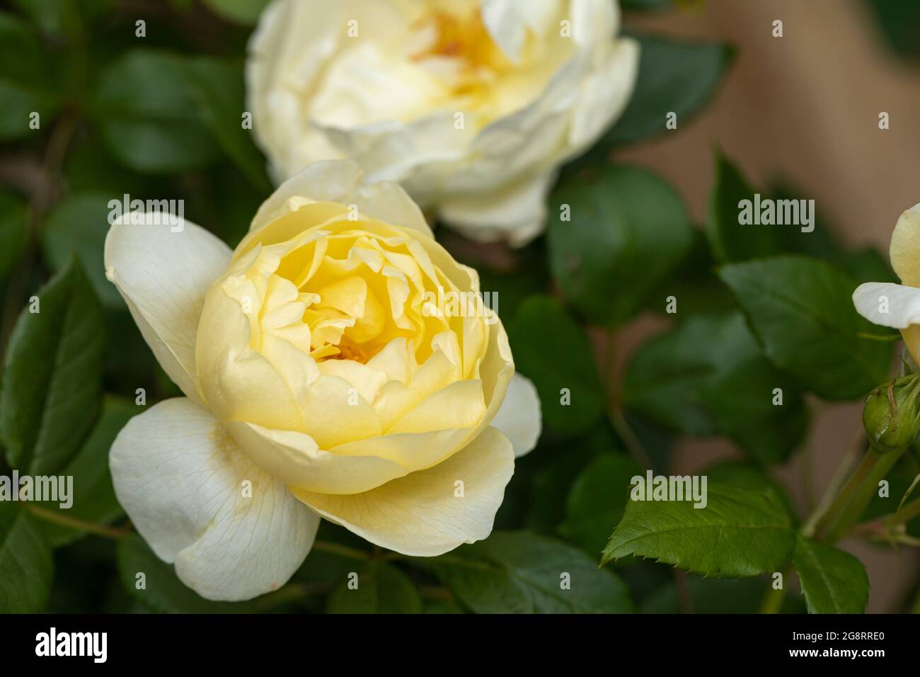 Close up of a beautiful pale yellow rose called Rosa Vanessa Bell ...