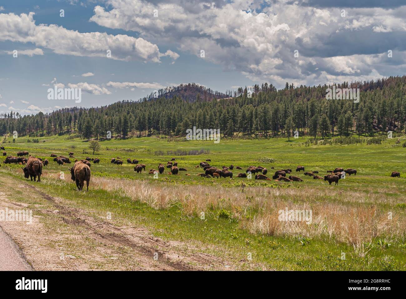 Black Hills, Keystone, SD, USA - May 31, 2008: Custer State Park. Green ...