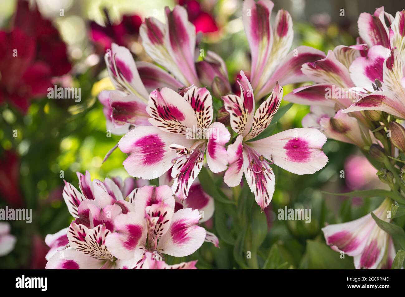 Alstroemeria inticancha white pink blush hi-res stock photography and ...