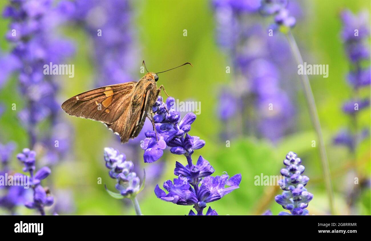 Silver spotted skipper butterfly hi-res stock photography and images ...