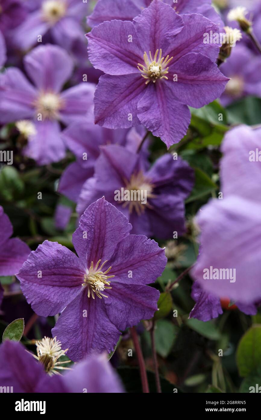 Violet and green color hi-res stock photography and images - Alamy