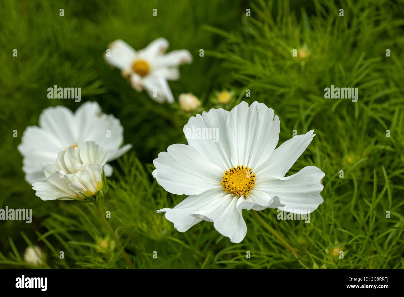 Cosmos casanova hi-res stock photography and images - Alamy
