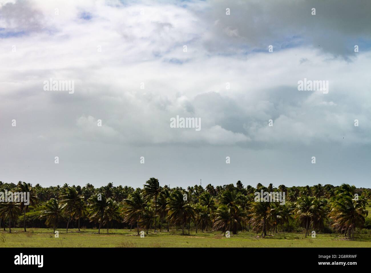 Palm tree plantation. Cultivation of plants for agricultural production ...