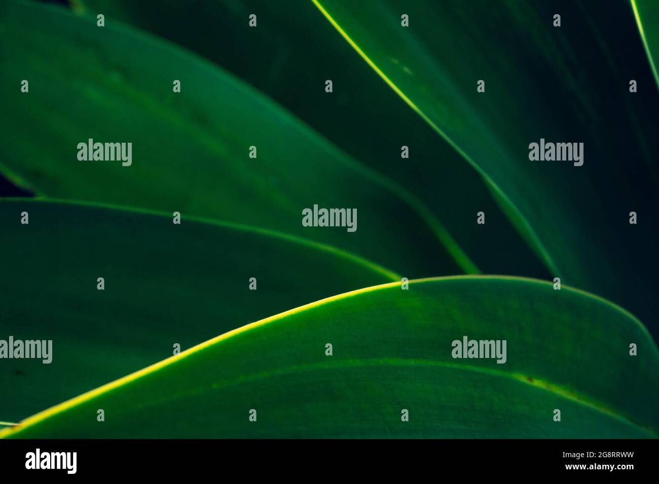 Abstract curved shapes formed by the edges of the leaves of a plant ...