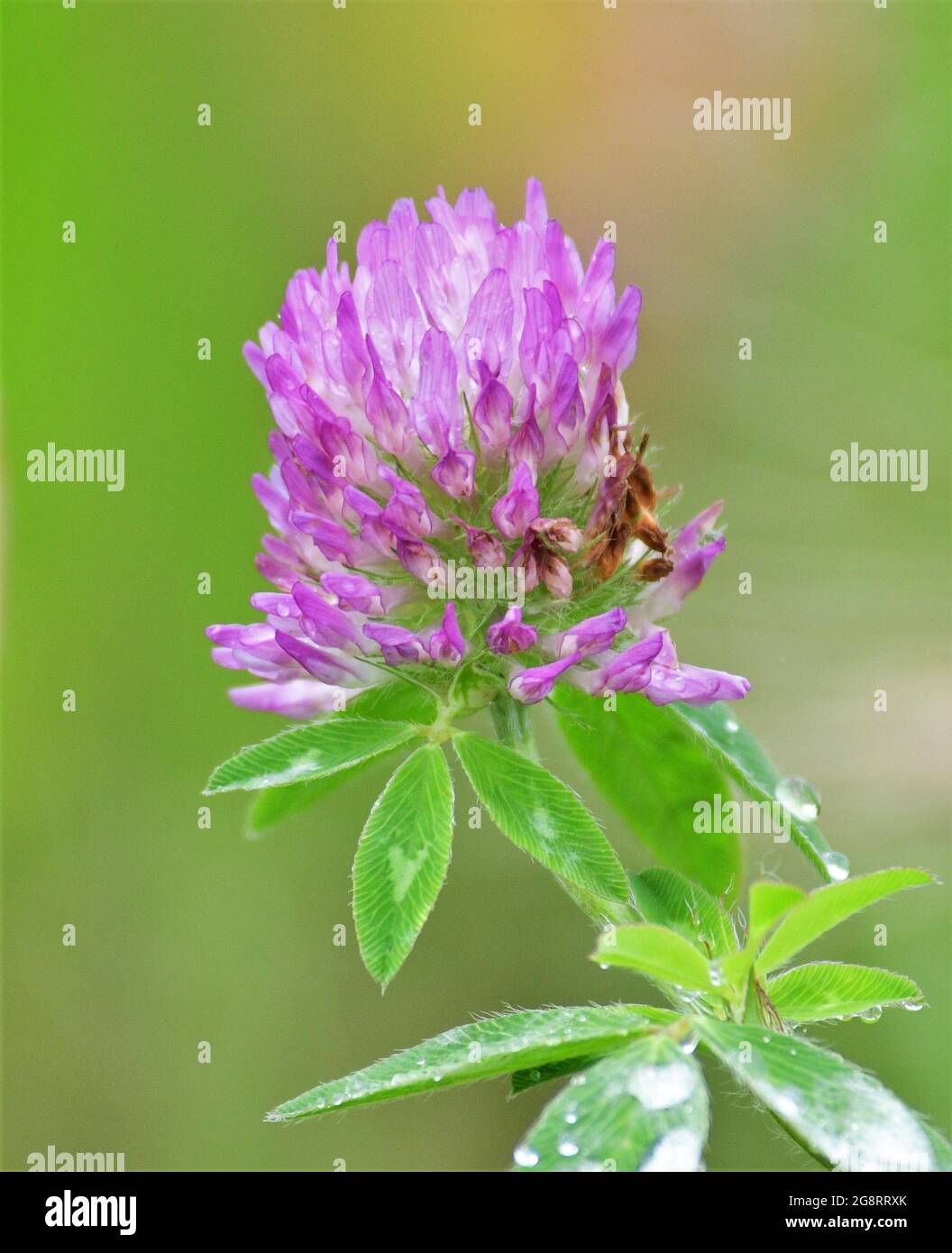 Beautiful image of Red clover plant bloom Stock Photo - Alamy