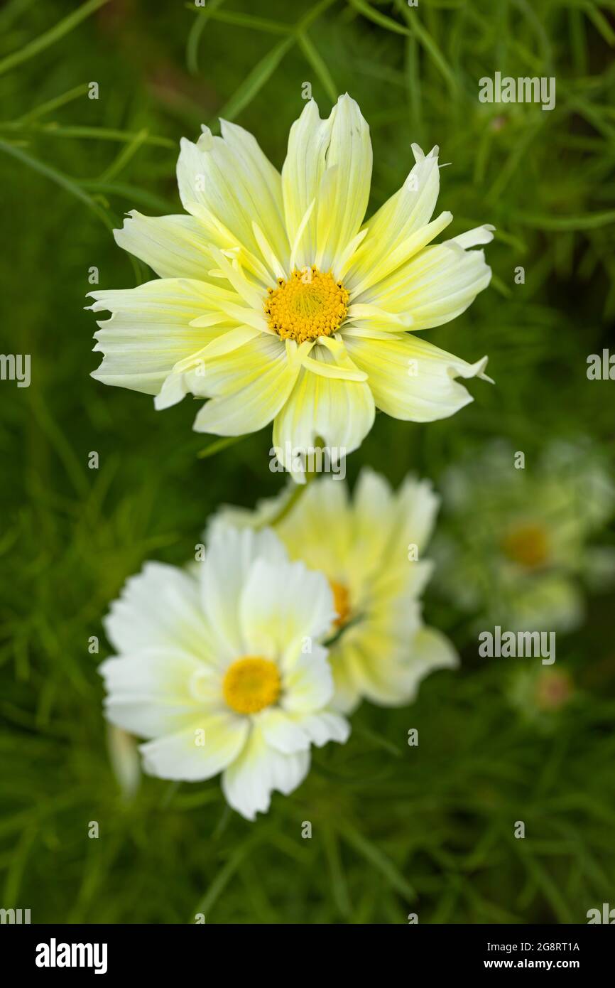 Flowering annuals hi-res stock photography and images - Alamy