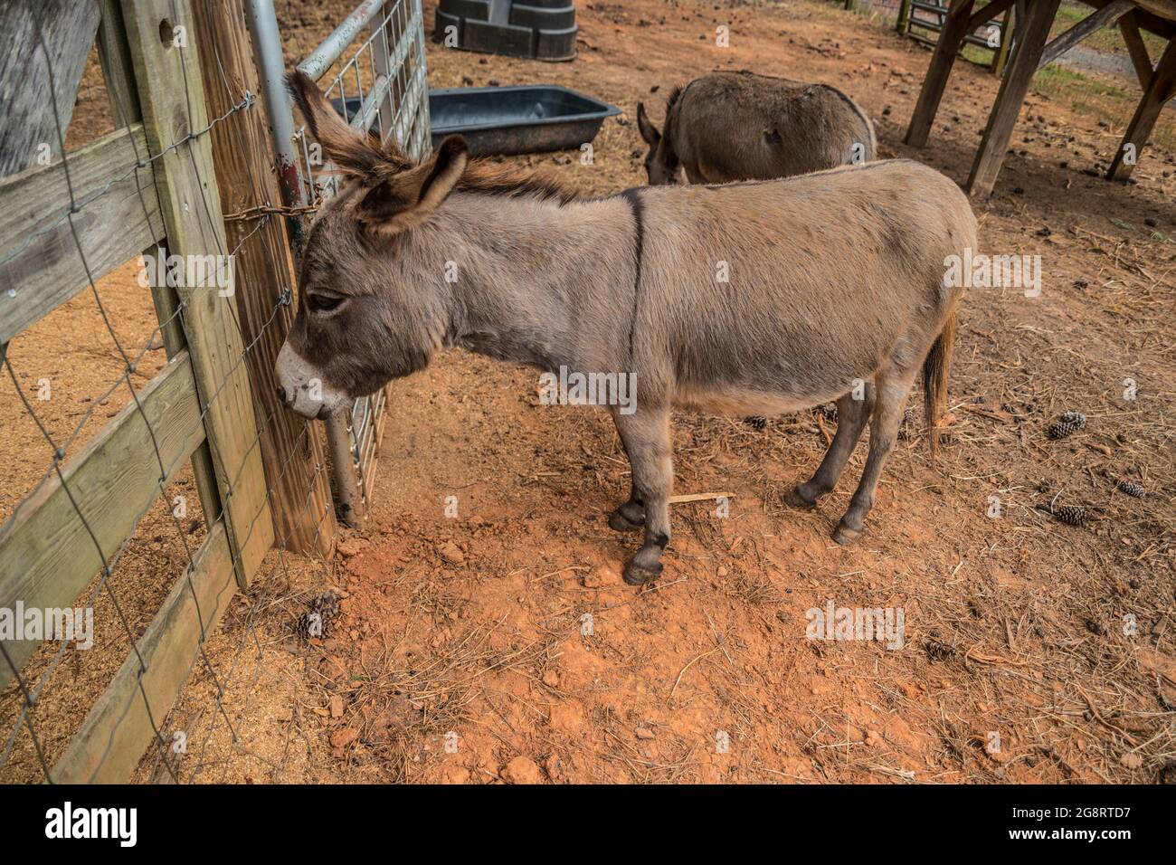 Donkeys and gate hi-res stock photography and images - Alamy