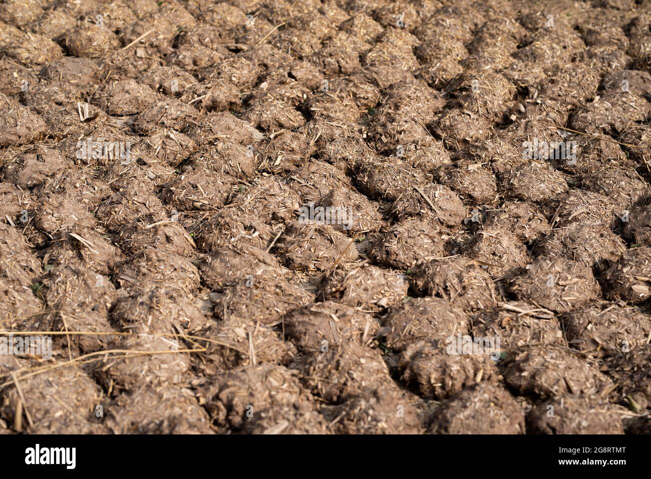 Cow Dung Cakes and Breads dried to use as a natural fuel Stock Photo ...