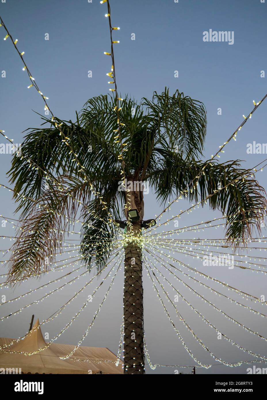 Palm tree illuminated with a garland of light bulbs Stock Photo - Alamy
