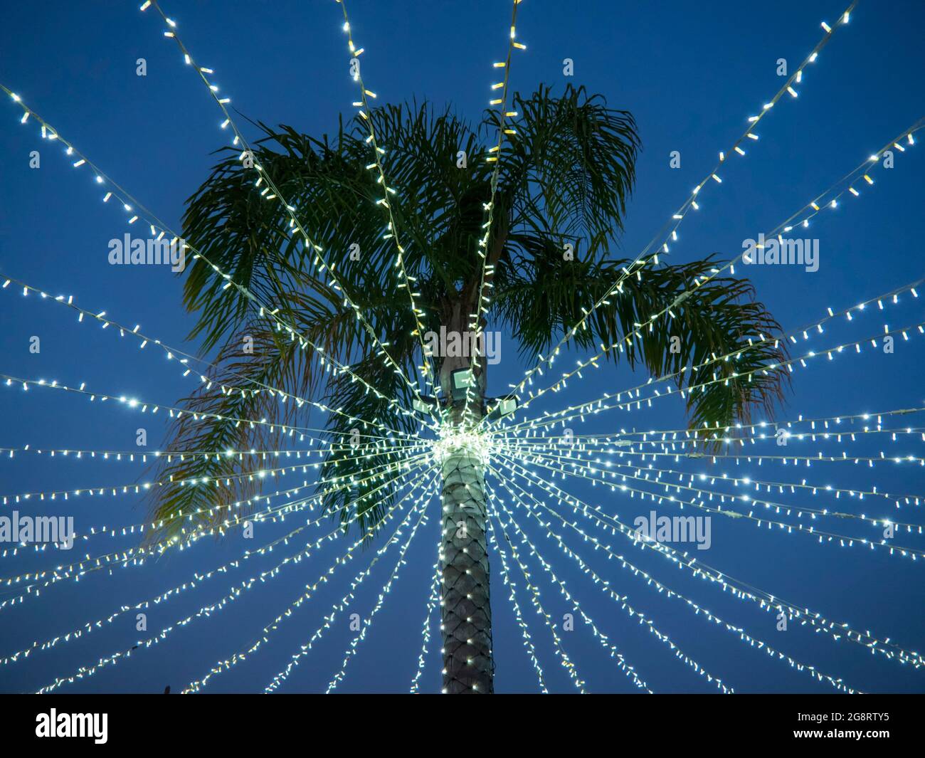 Palm tree illuminated with a garland of light bulbs Stock Photo - Alamy