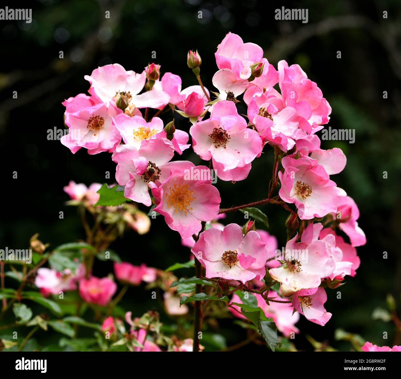 Rosy pink flowers hi-res stock photography and images - Alamy