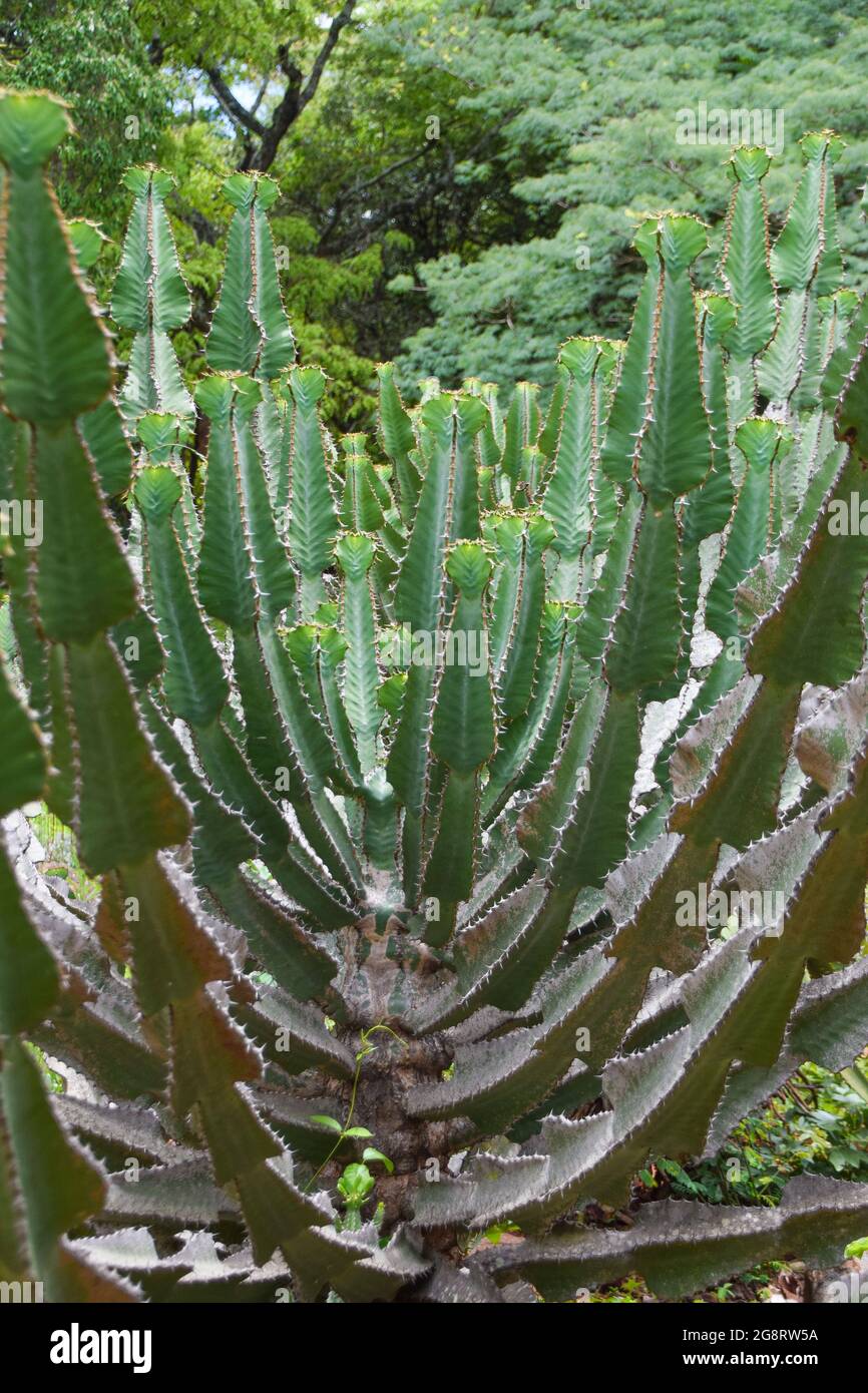 Tree candelabra bush hi-res stock photography and images - Alamy