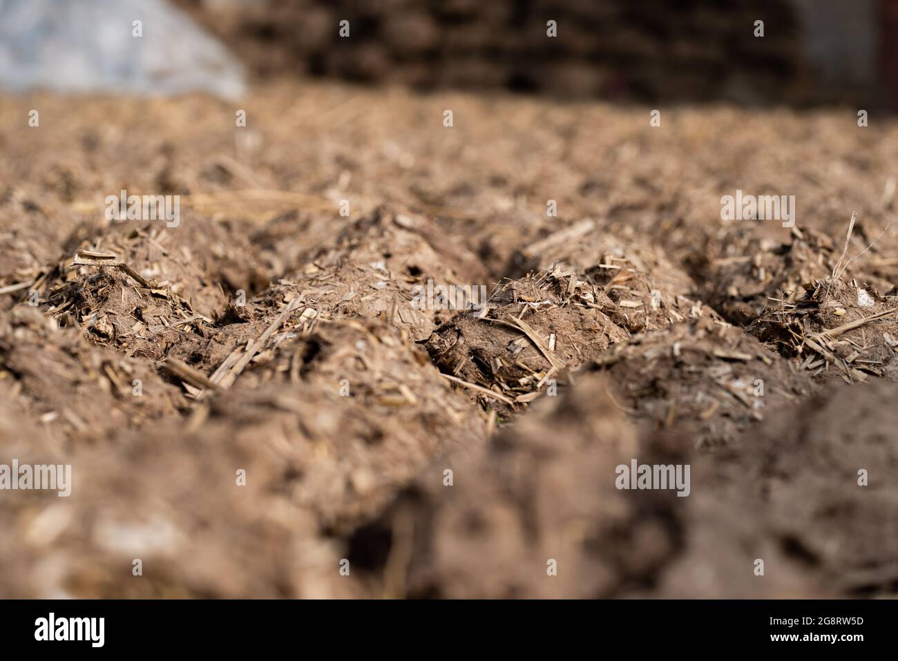 Cow dung beetle hi-res stock photography and images - Alamy