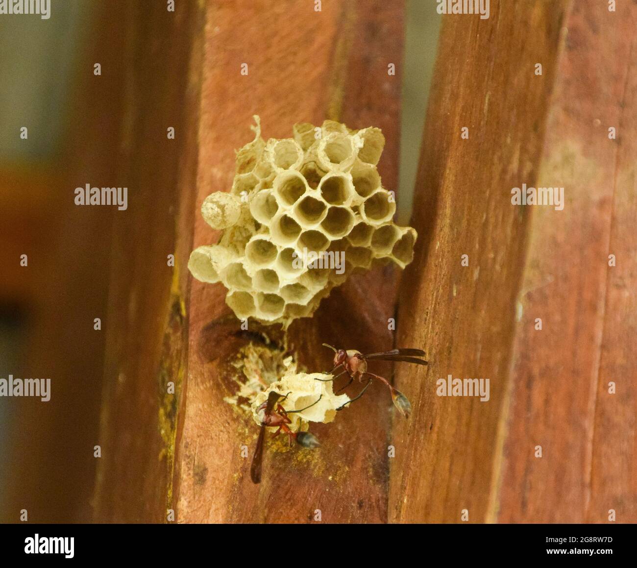 Wasp building her nest on the wooden planks of a gazebo in Zimbabwe ...