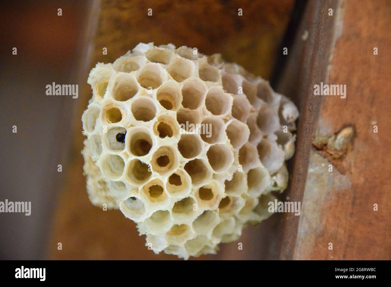 Wasp building her nest on the wooden planks of a gazebo in Zimbabwe ...