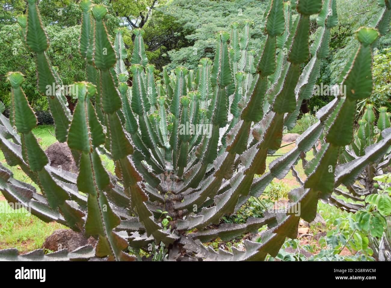 Tree candelabra bush hi-res stock photography and images - Alamy