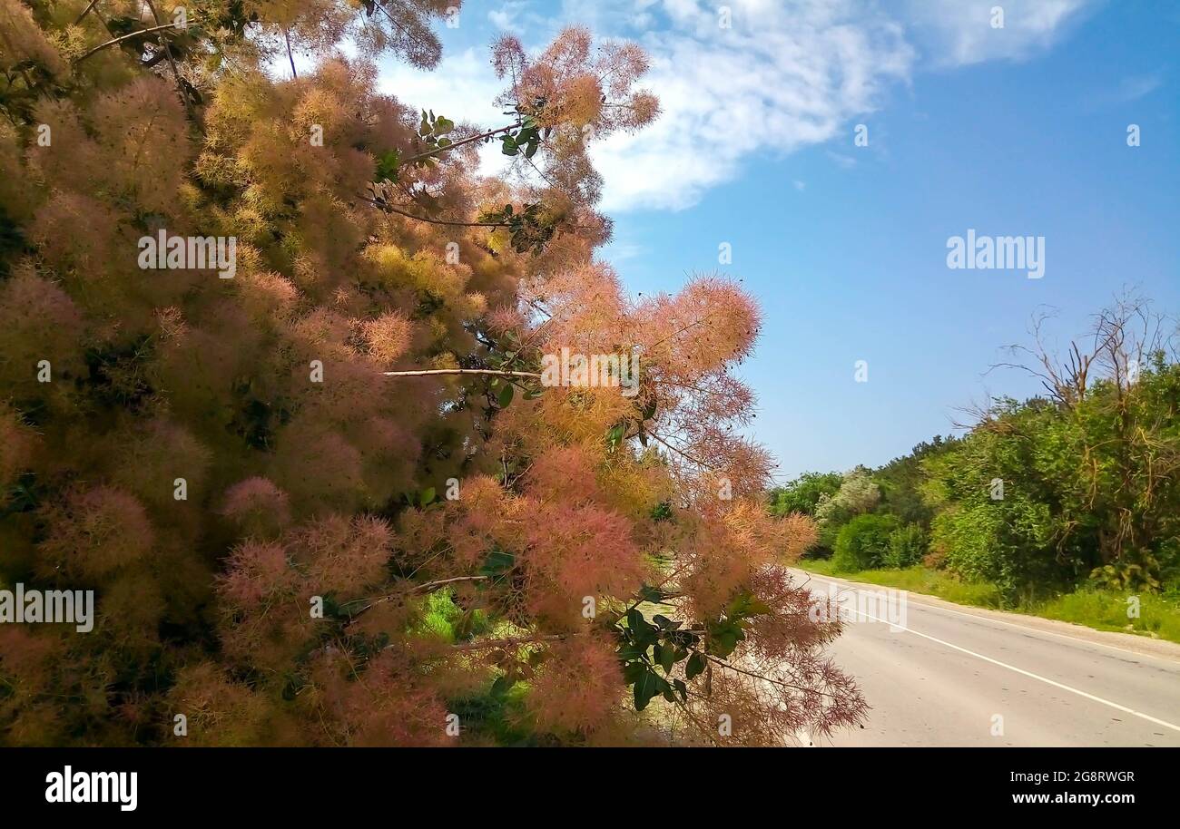 Smoke tree bloom hi-res stock photography and images - Alamy