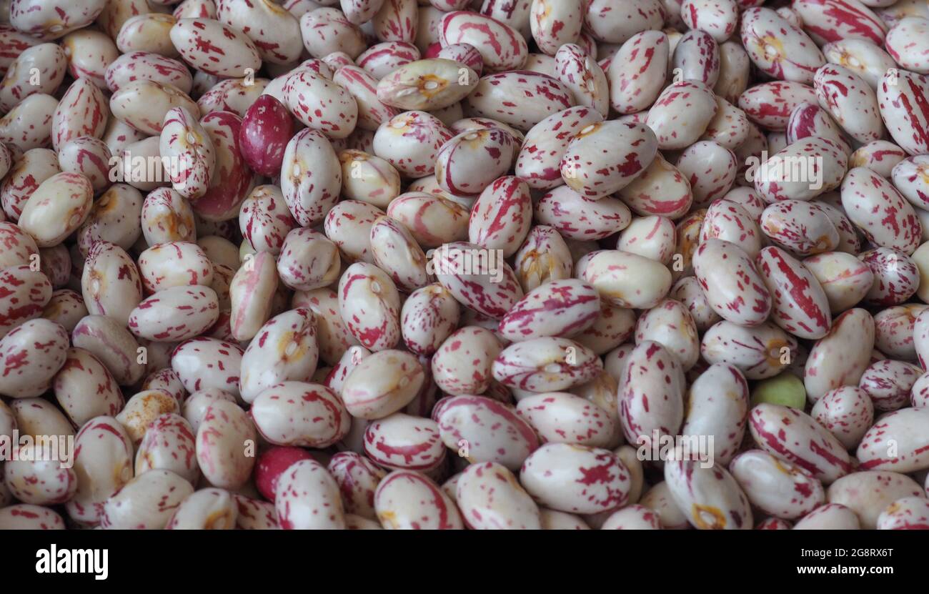 crimson beans, variety of common bean (scientific name Phaseolus ...