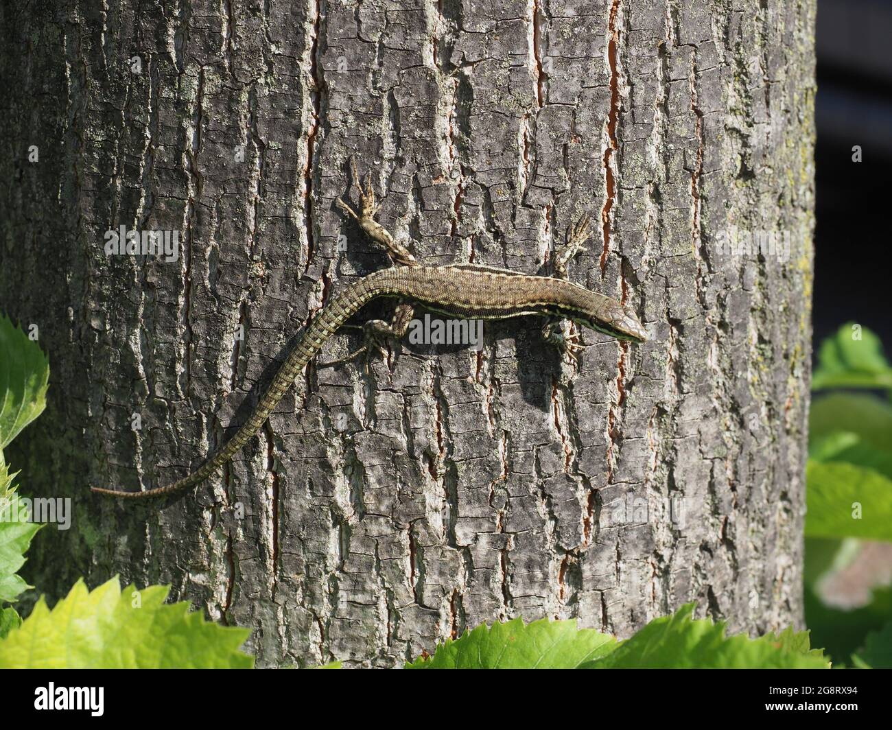 lizard (scientific name Lacertilia) of animal class Reptilia (reptiles ...