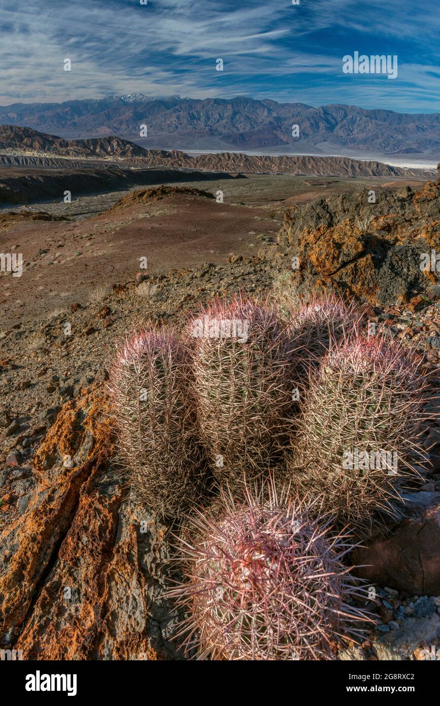 Death cactus hi-res stock photography and images - Alamy