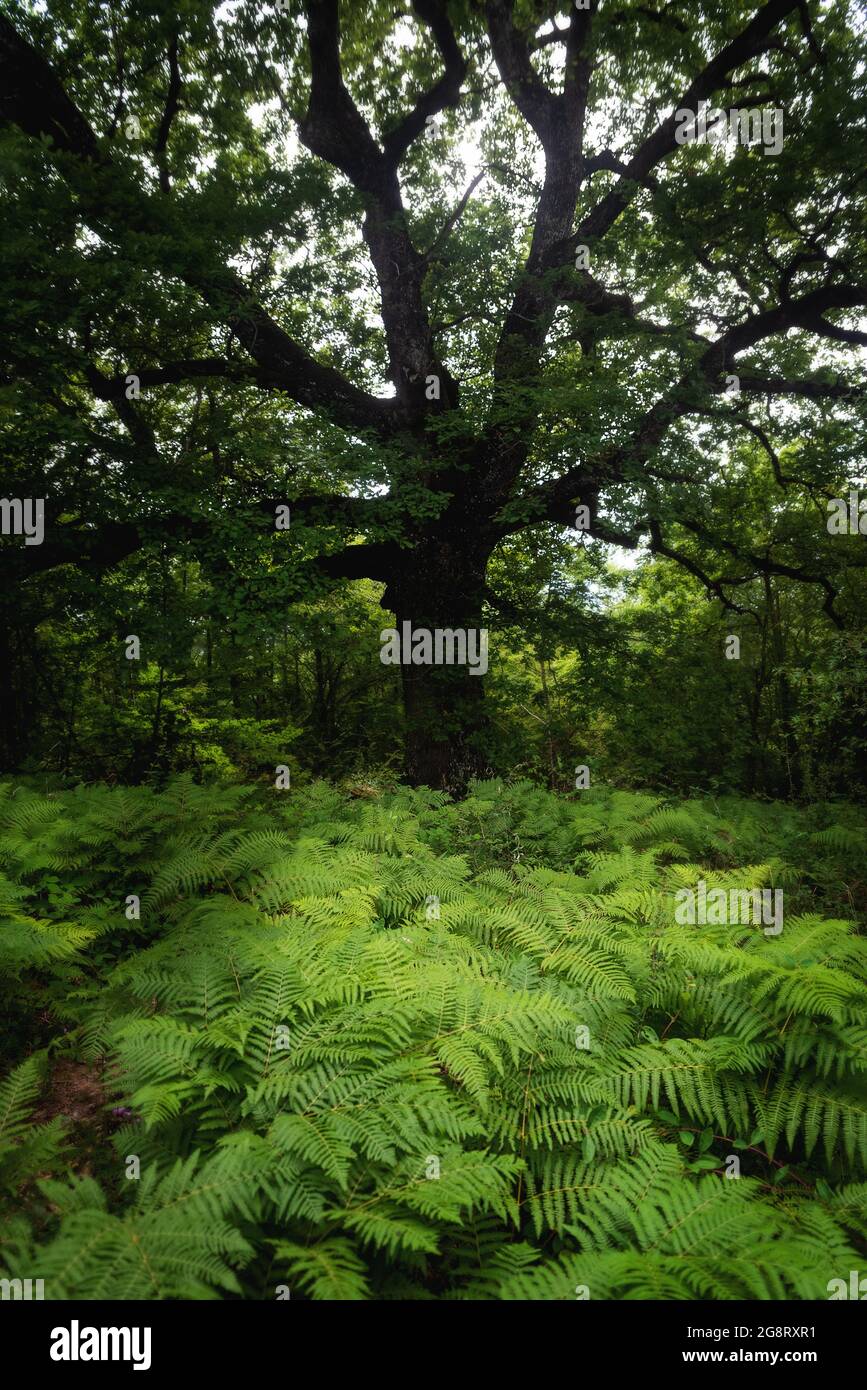 scary dead old oak tree Stock Photo - Alamy